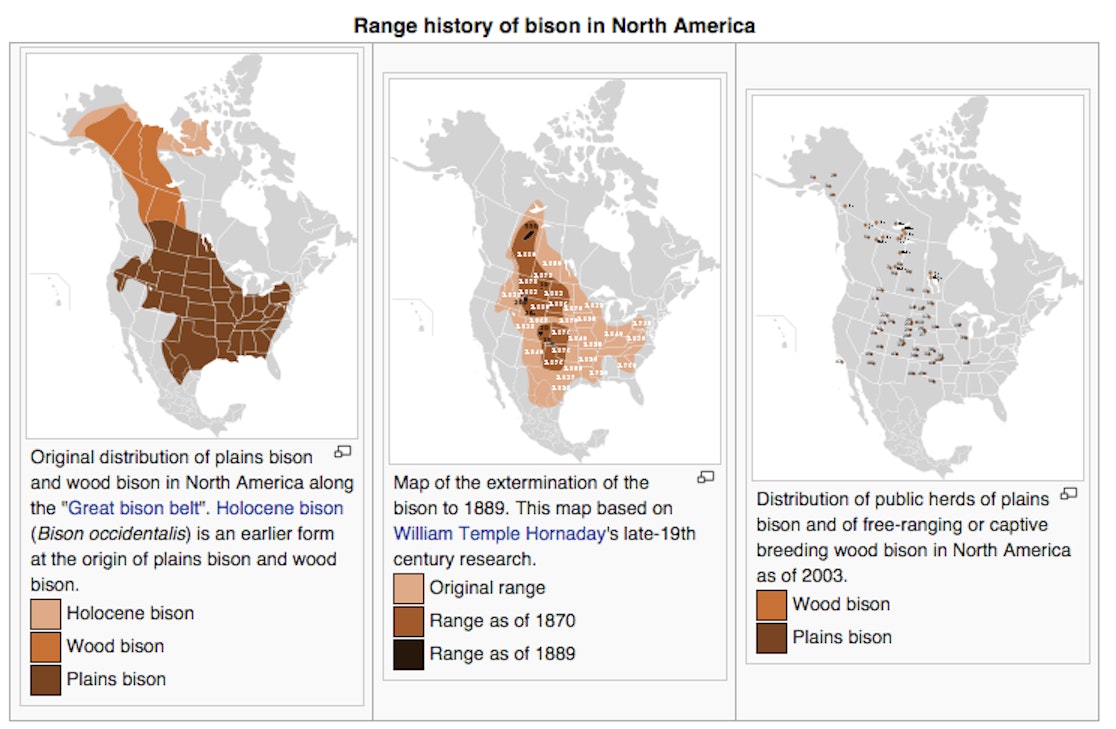 Yellowstone National Park Is Going to Kill 1,000 Bison This Winter ...