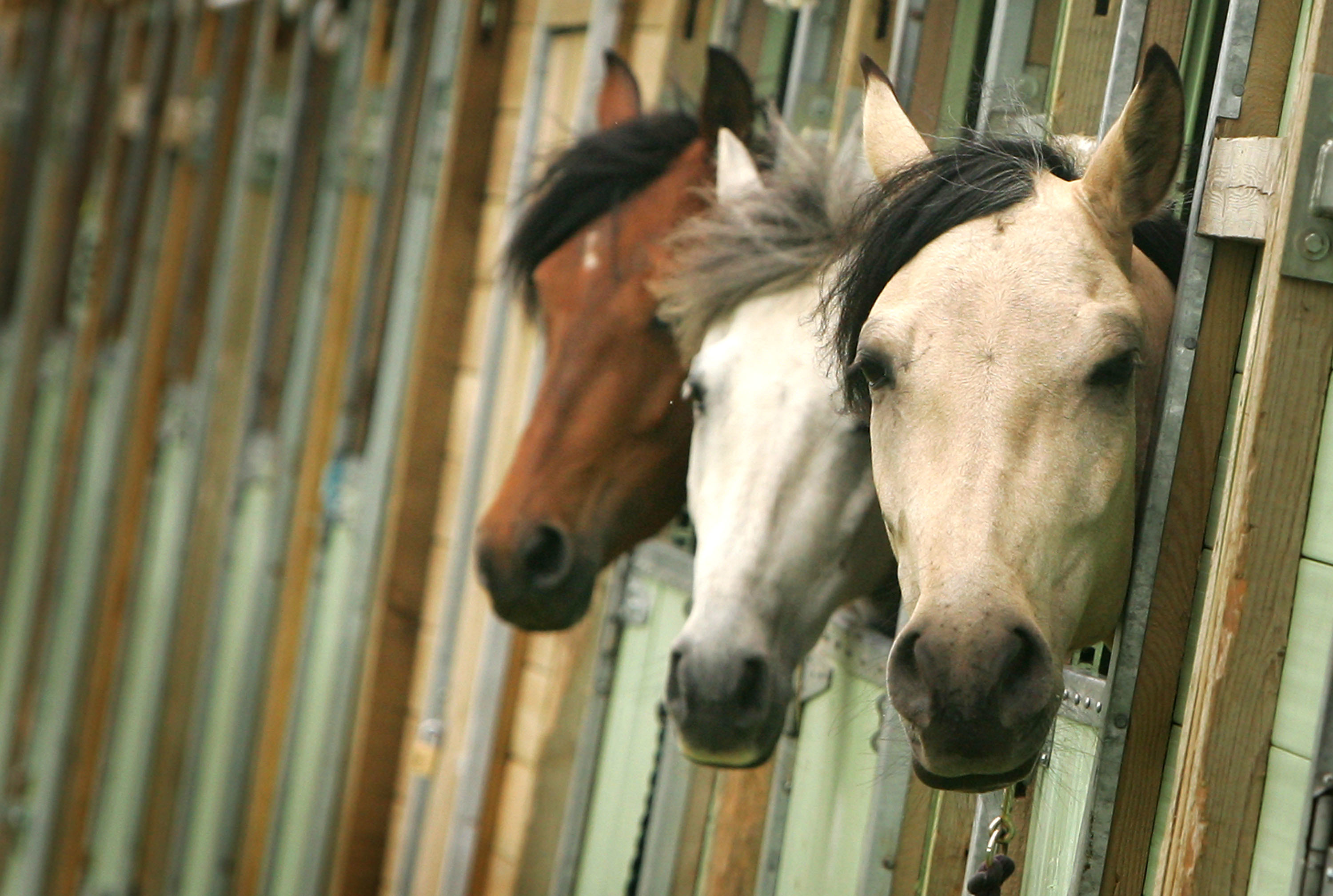 New Study Confirms That Horses Can Read Human Emotions | Inverse