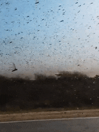 Argentina Is Fighting a Locust Plague the Size of Delaware | Inverse