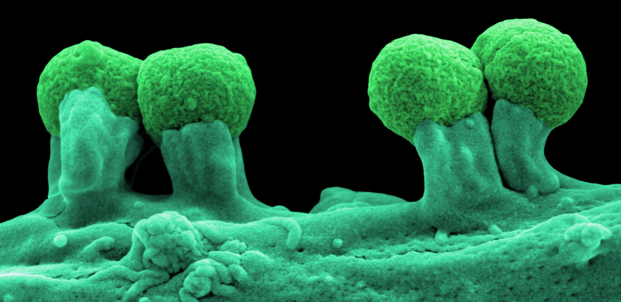 Ranking the Top 10 Best Bacteria on Earth | Inverse