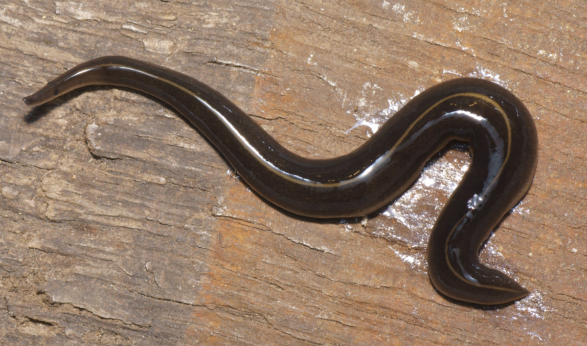 These Invasive Flatworms Picked the Wrong State to Mess With | Inverse