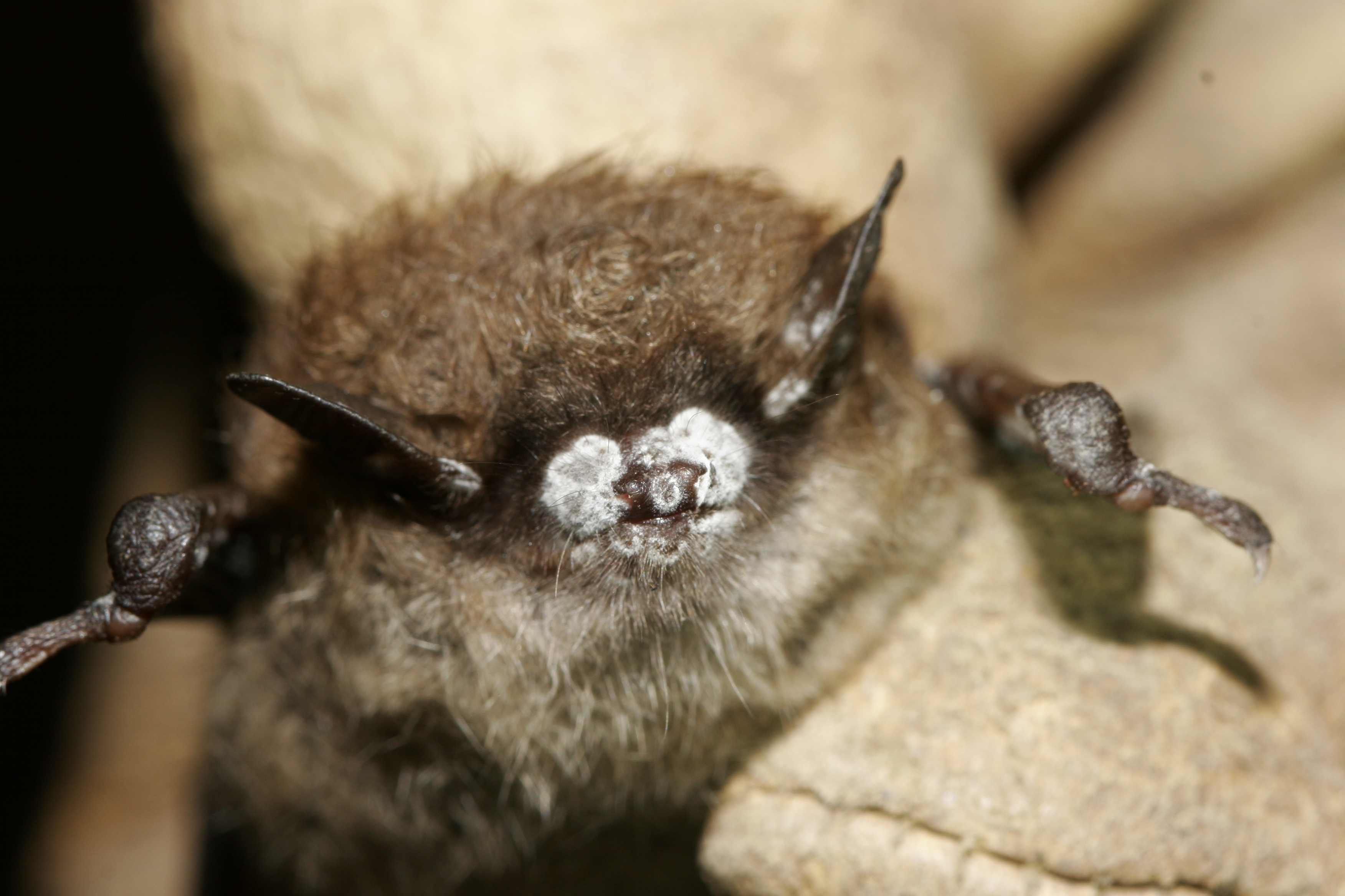 Asian Bats Evolved Resistance to White Nose Syndrome, Report Finds ...