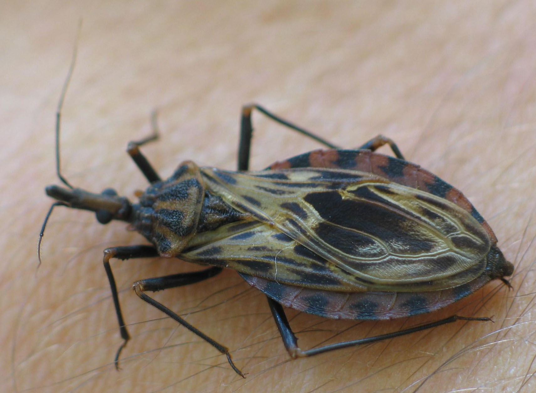 Chagas Disease: American Heart Association Warns Doctors to Be Vigilant ...