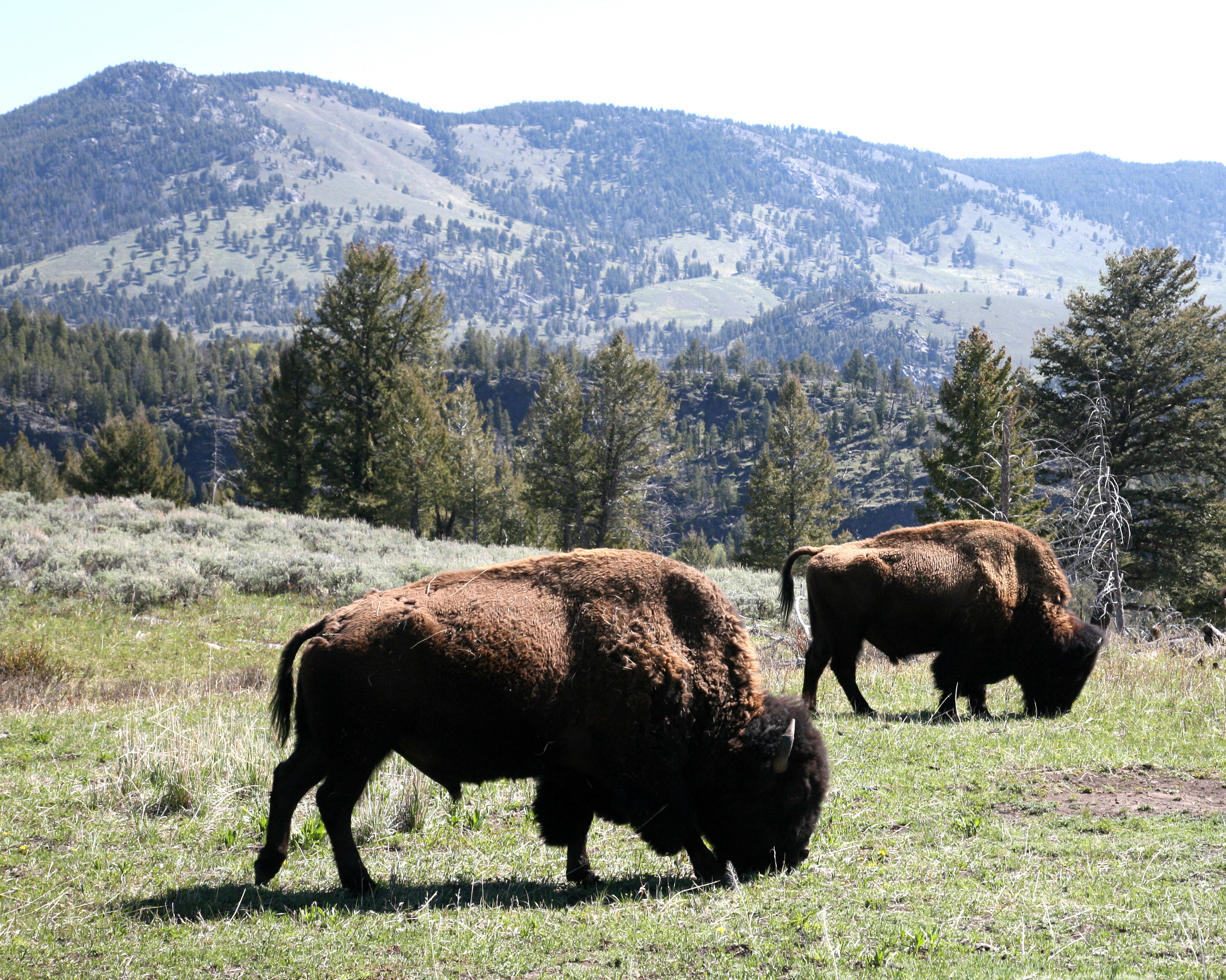 Yellowstone National Park Is Going to Kill 1,000 Bison This Winter ...