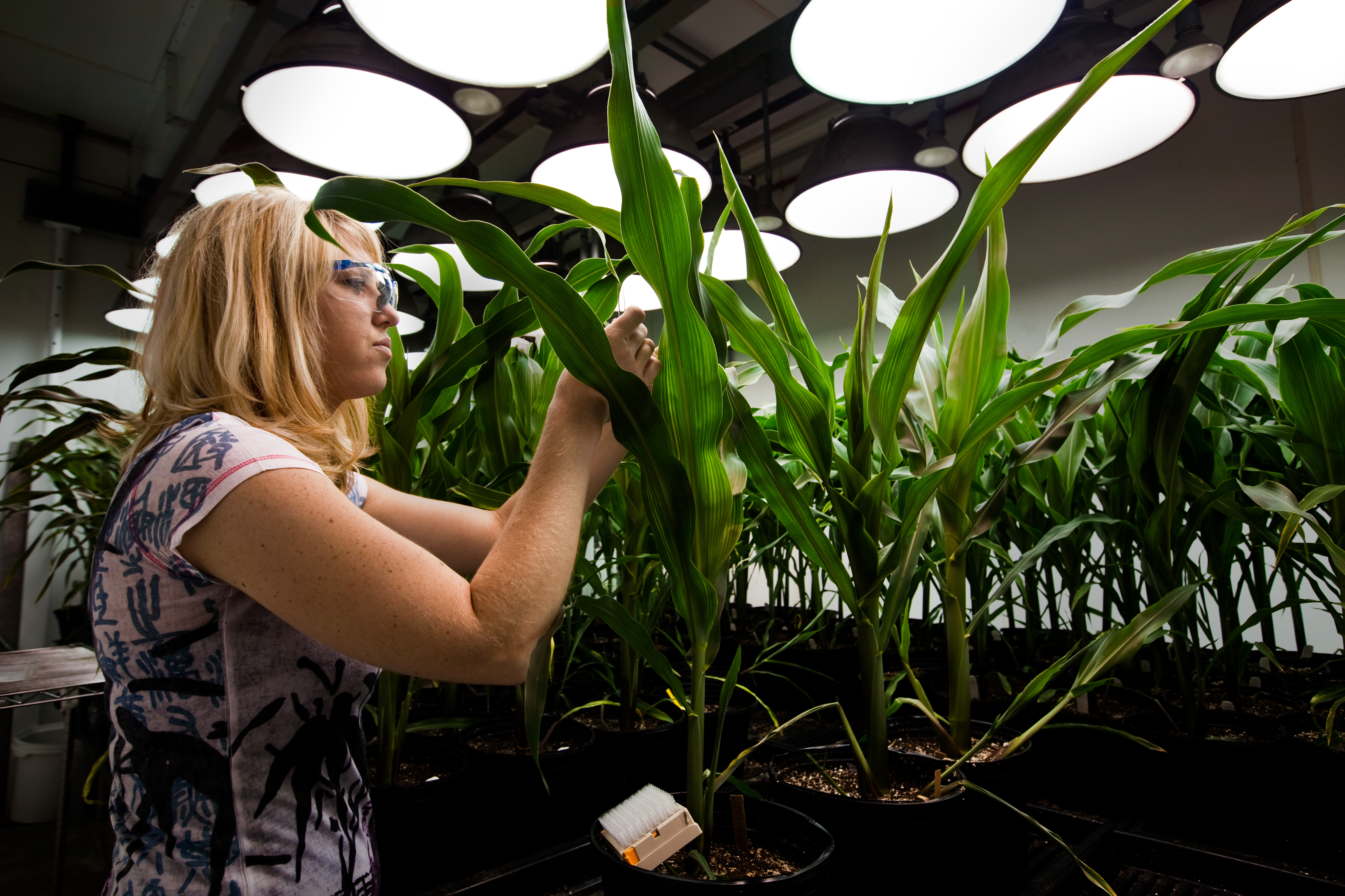 How Genetically Modified Crops Will Feed a Hungrier World | Inverse