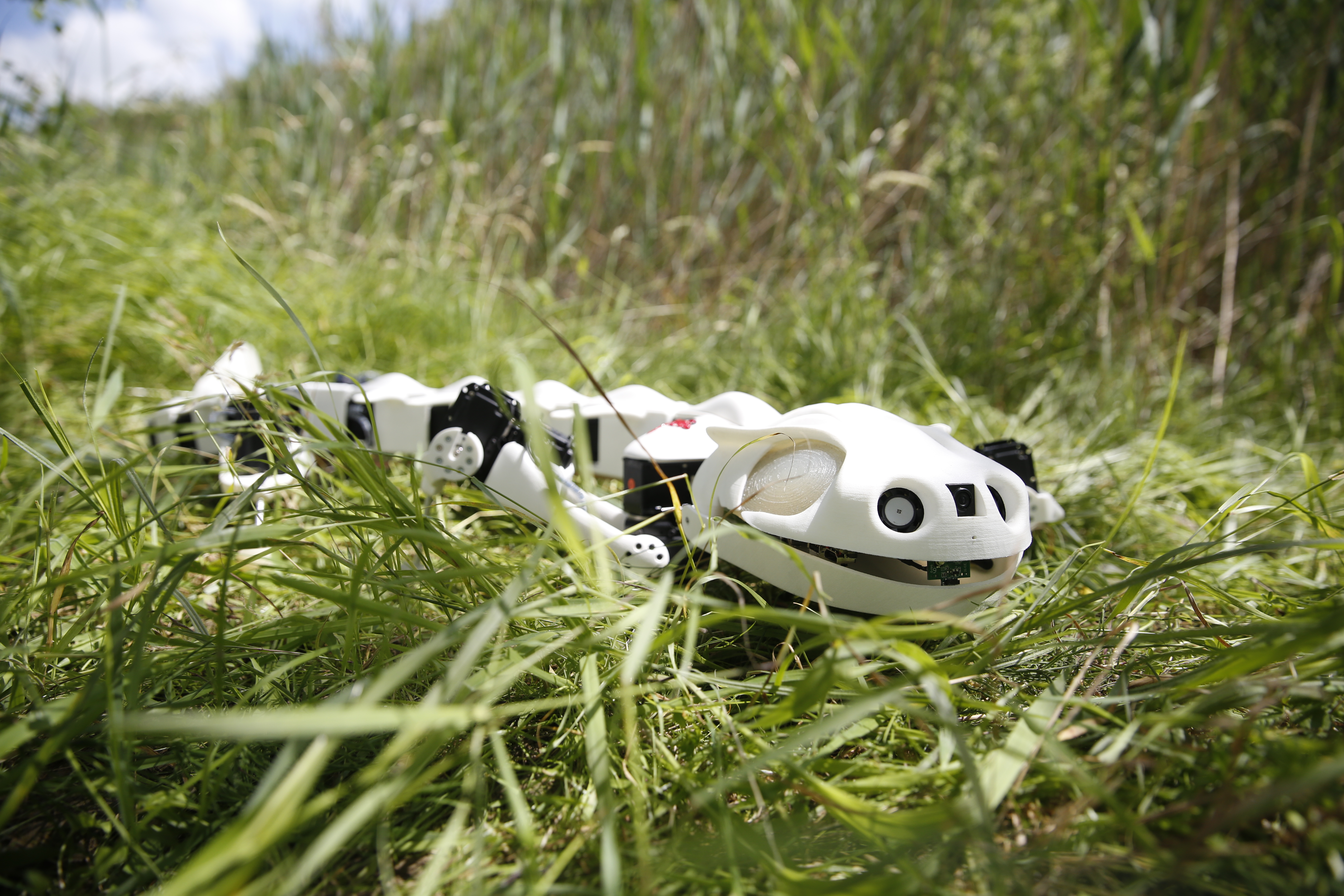 Salamander Robot Moves Exactly Like The Real Thing, Can Help Scientists ...