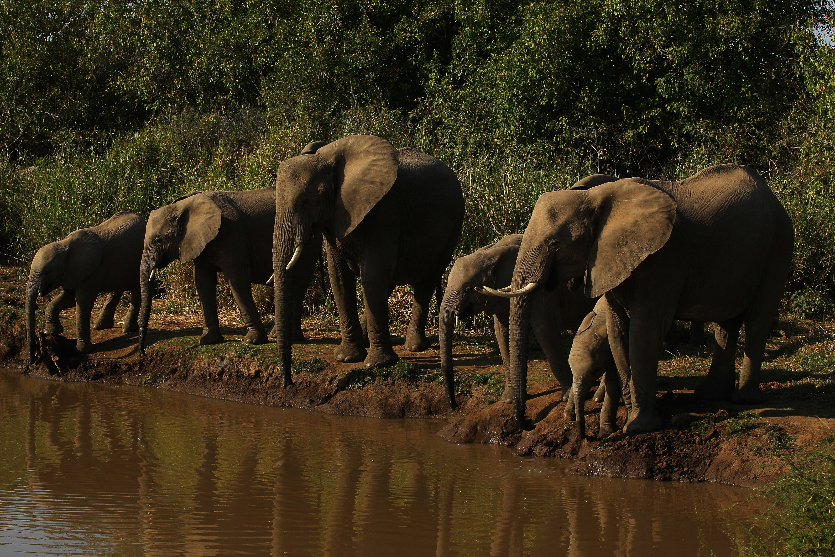 African Elephants Need Only Two Hours of Sleep Each Day | Inverse