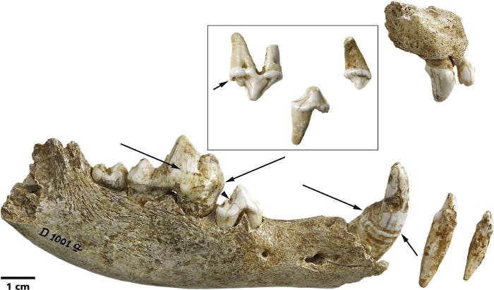 Dog Fossils Reveal Long, Deep Relationship Between Humans and Canines ...