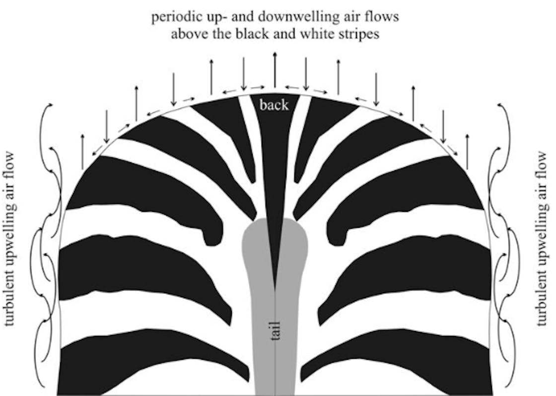 Why Do Zebras Have Stripes? Scientists Strike Out Temperature ...