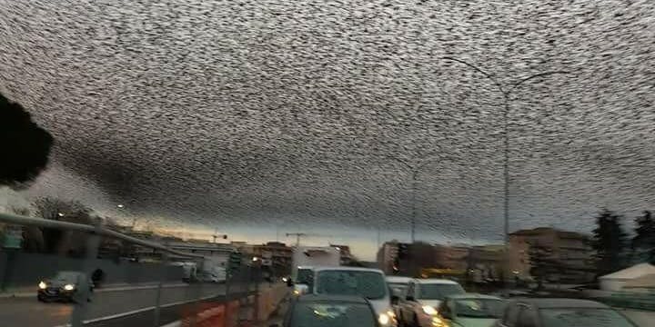 Starlings Obscure Sky Over Rome in Dystopic Viral Photo | Inverse