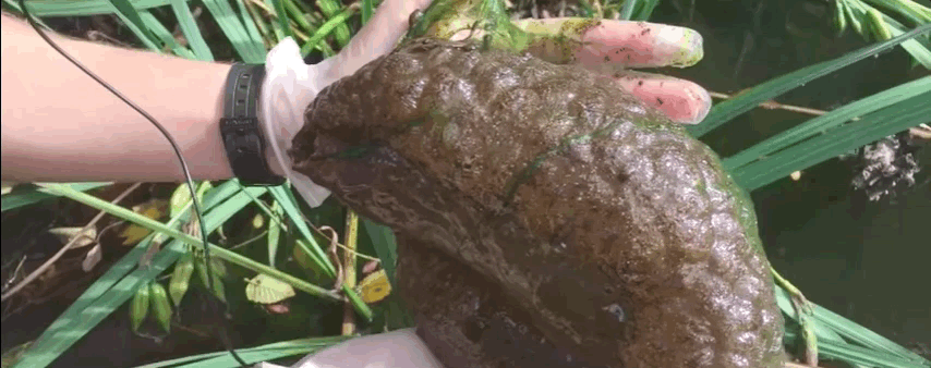 Mysterious Wet Blobs Found in Canada Are Ancient Animals | Inverse