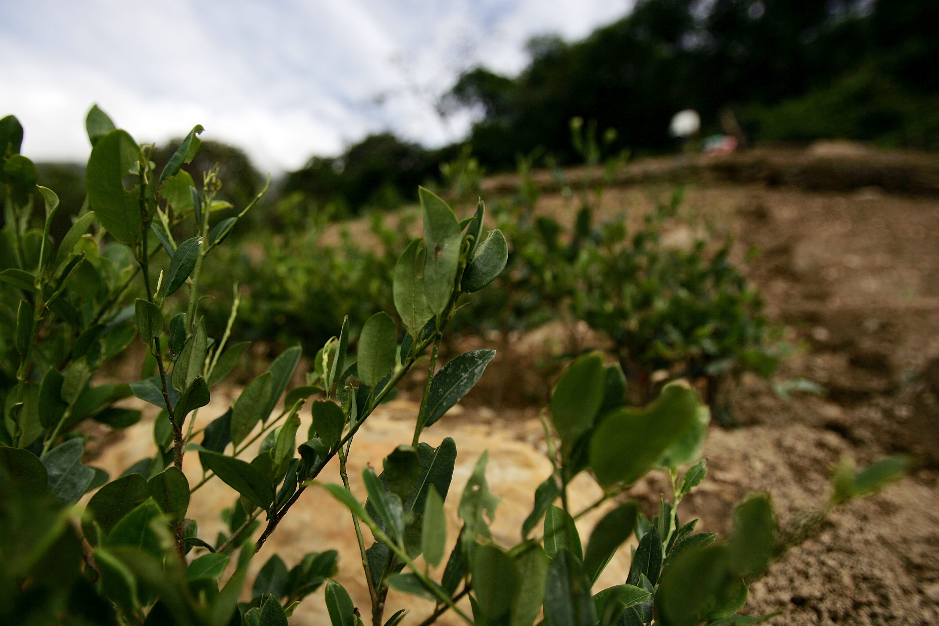 Why Coca Leaf Is Left Out of the Drug Research Renaissance | Inverse