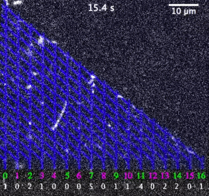 Living Supercomputers Run Off Proteins and Cell Energy | Inverse