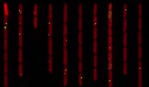 Scientists Capture Video of E. Coli DNA Mutating in Real Time | Inverse