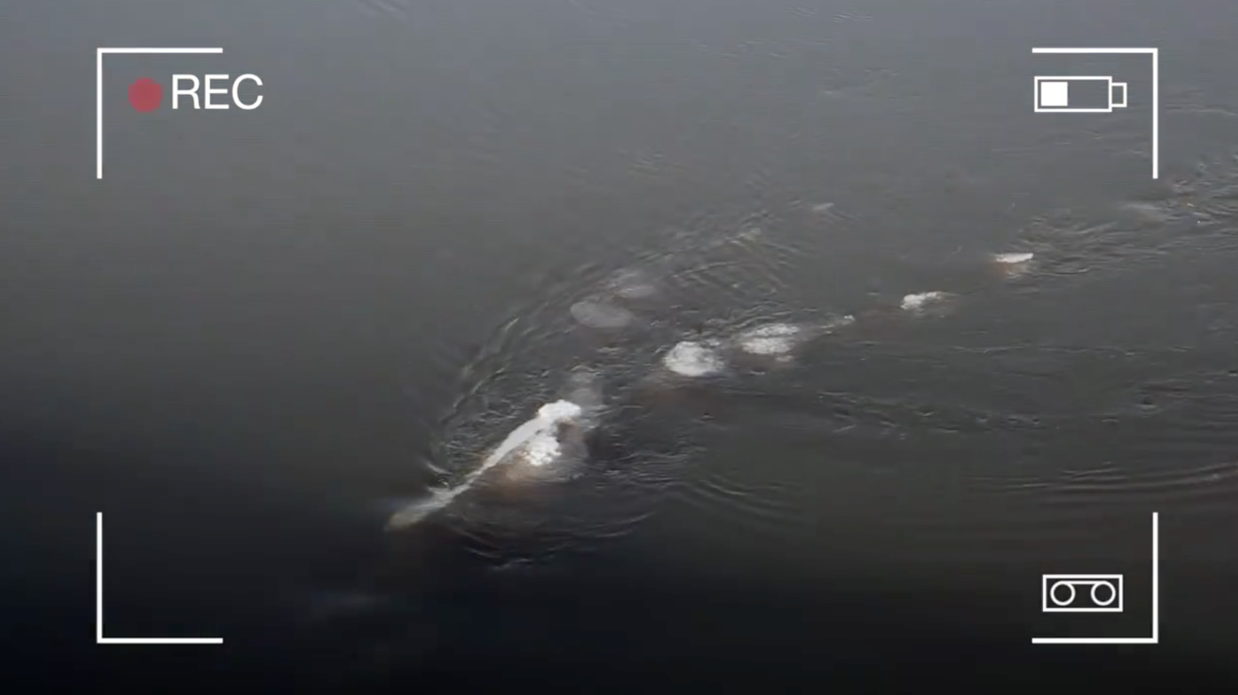 That Alaskan 'Loch Ness Monster' Is Just a Frozen Rope | Inverse