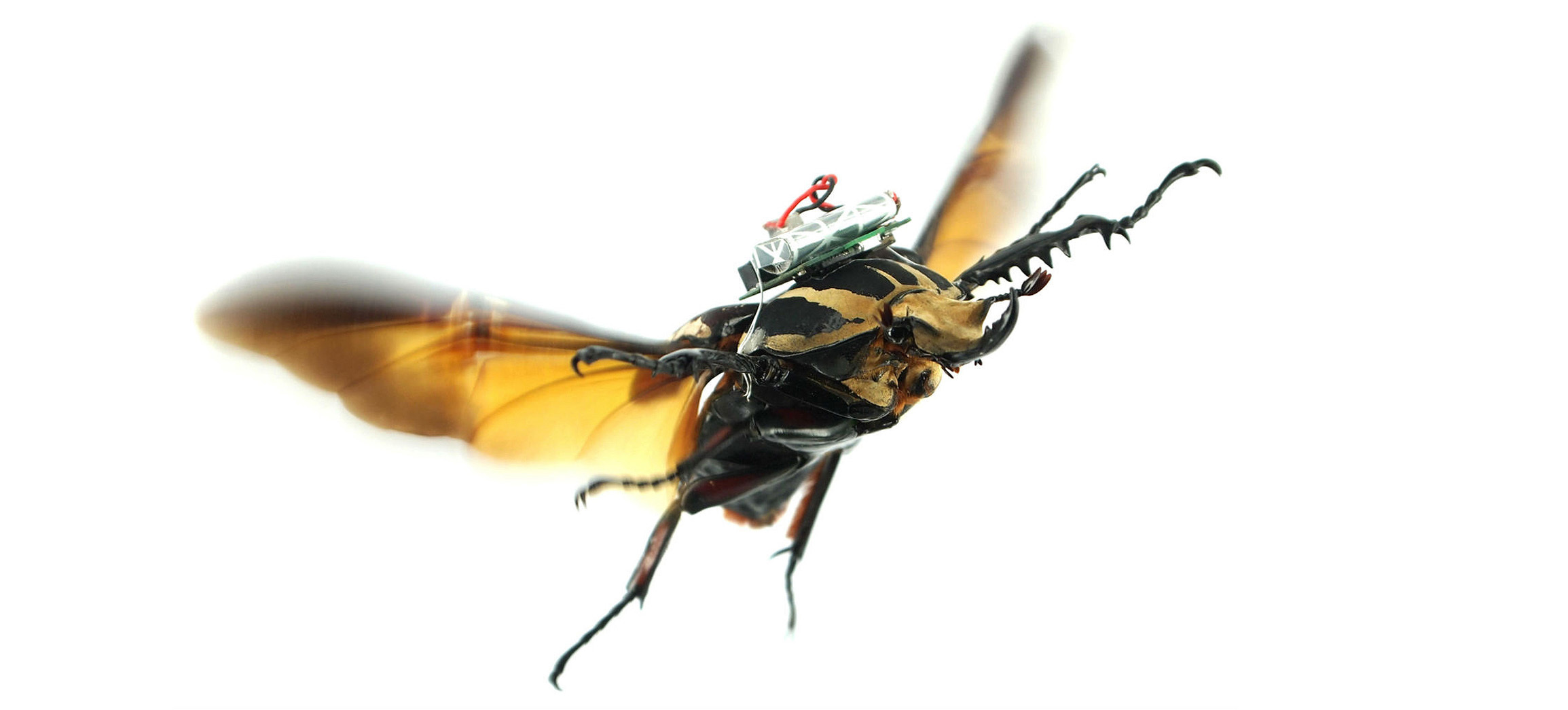 A Remote-Controlled Cyborg Beetle Proves Tech Will Let Humans Become ...
