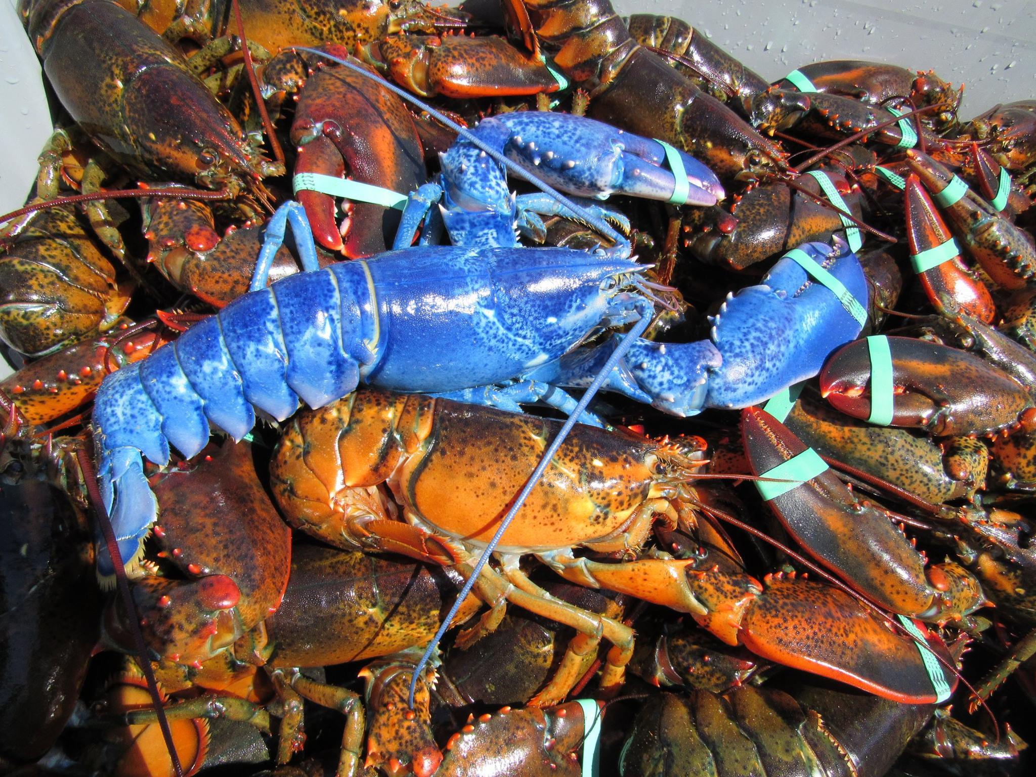 Rare Blue Lobster Caught off Cape Cod Looks Like Pokemon | Inverse