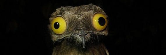 What is a Potoo Bird? The Muppet-Looking Creature, Explained | Inverse