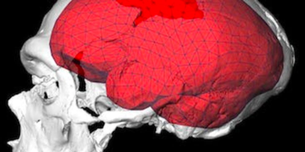 Brain Shape Evolution Coincided With the Birth of Modern Behavior | Inverse