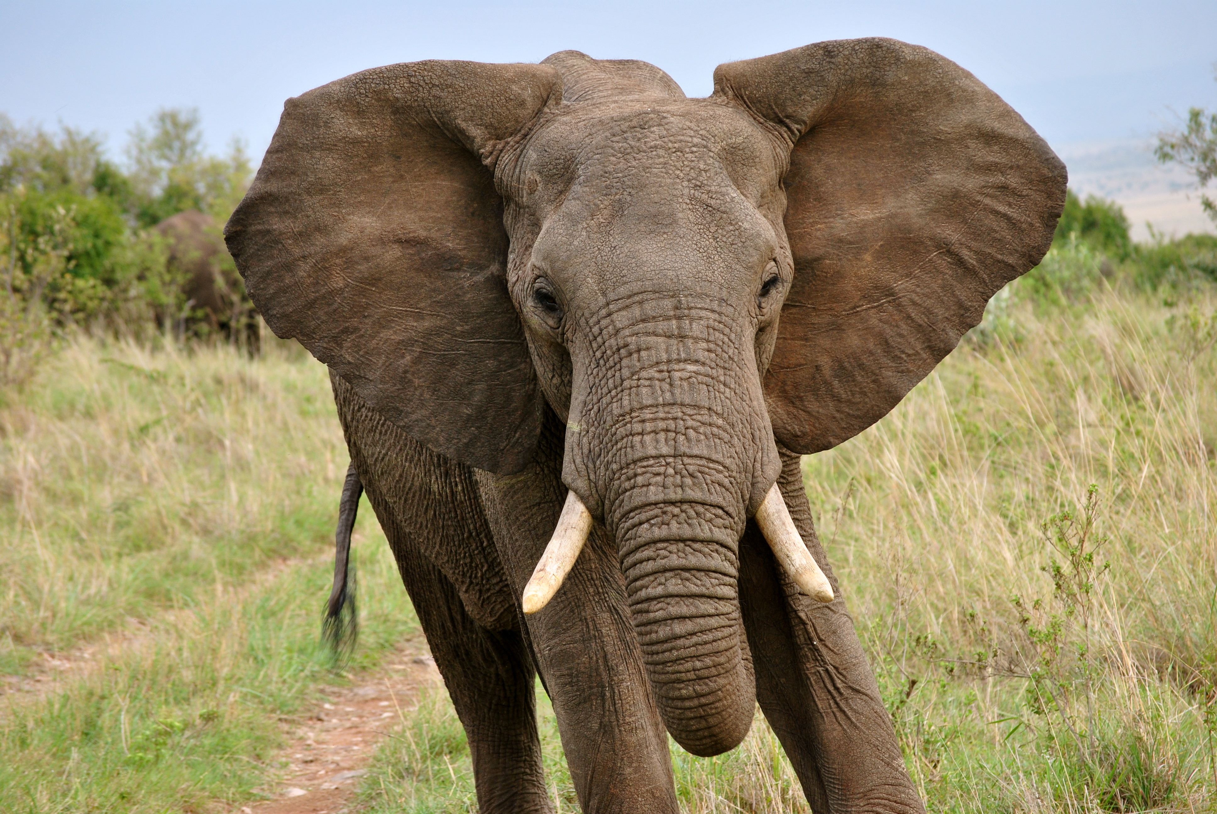 When Polar Bears Are No Longer Climate Change Icons, Elephants Will ...