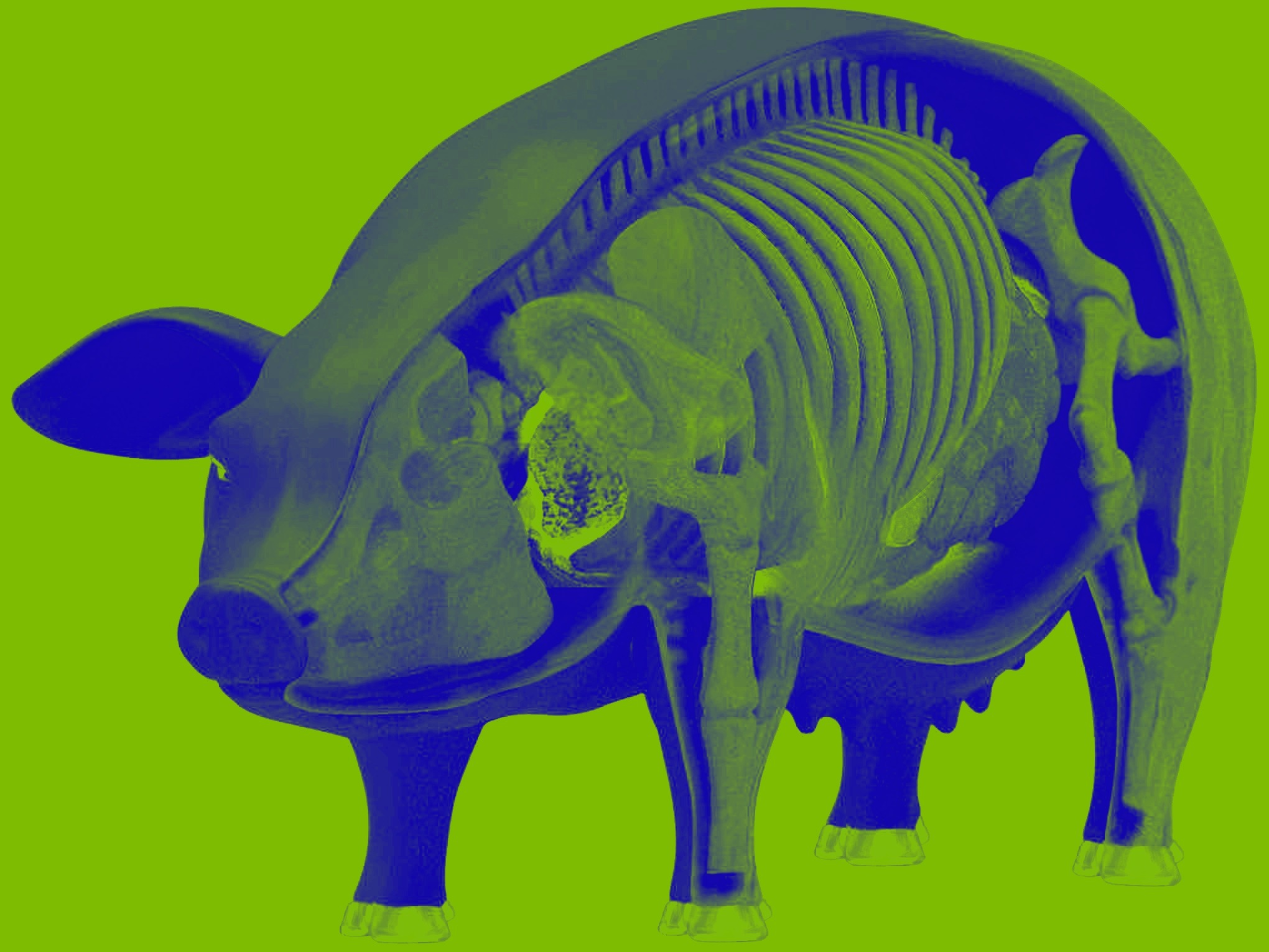 First Pig-to-Human Organ Transplants 2 Years Away, Say Scientists | Inverse