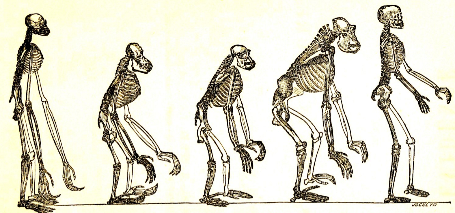 Go Fish, but With Evolution: The “Go Extinct!” Card Game Crawls Out of ...