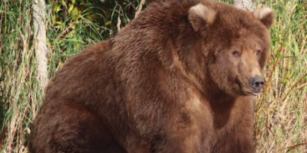 Who Won Fat Bear Week? Katmai National Park Rangers Announce a Winner ...