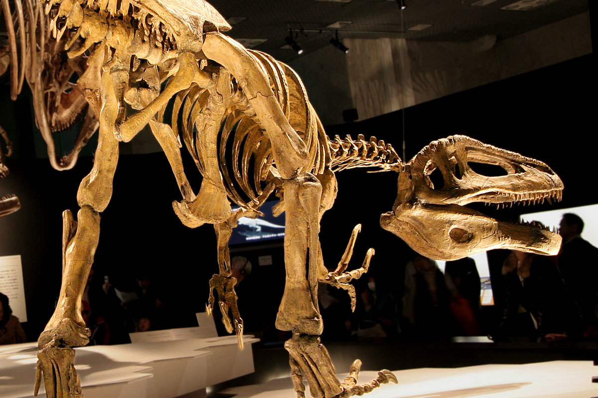 Scientists Unearth Clues to Megaraptor Mystery With New Dinosaur ...