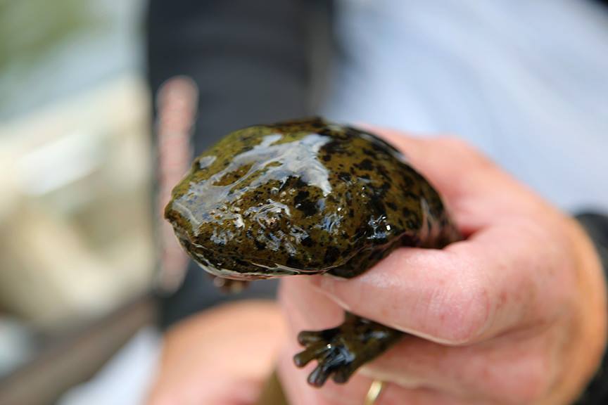 These Photos Prove the Hellbender Salamander Is the World's Greatest ...
