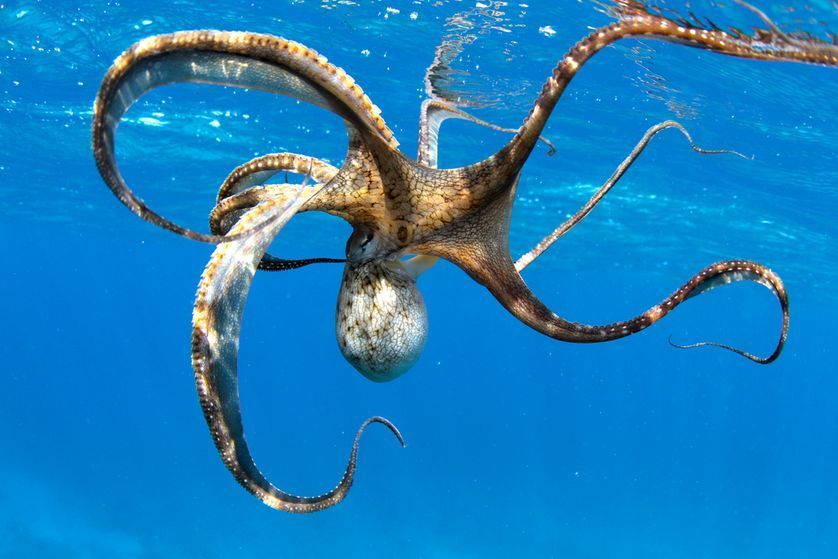 Octopuses Can Manipulate Their DNA | Inverse