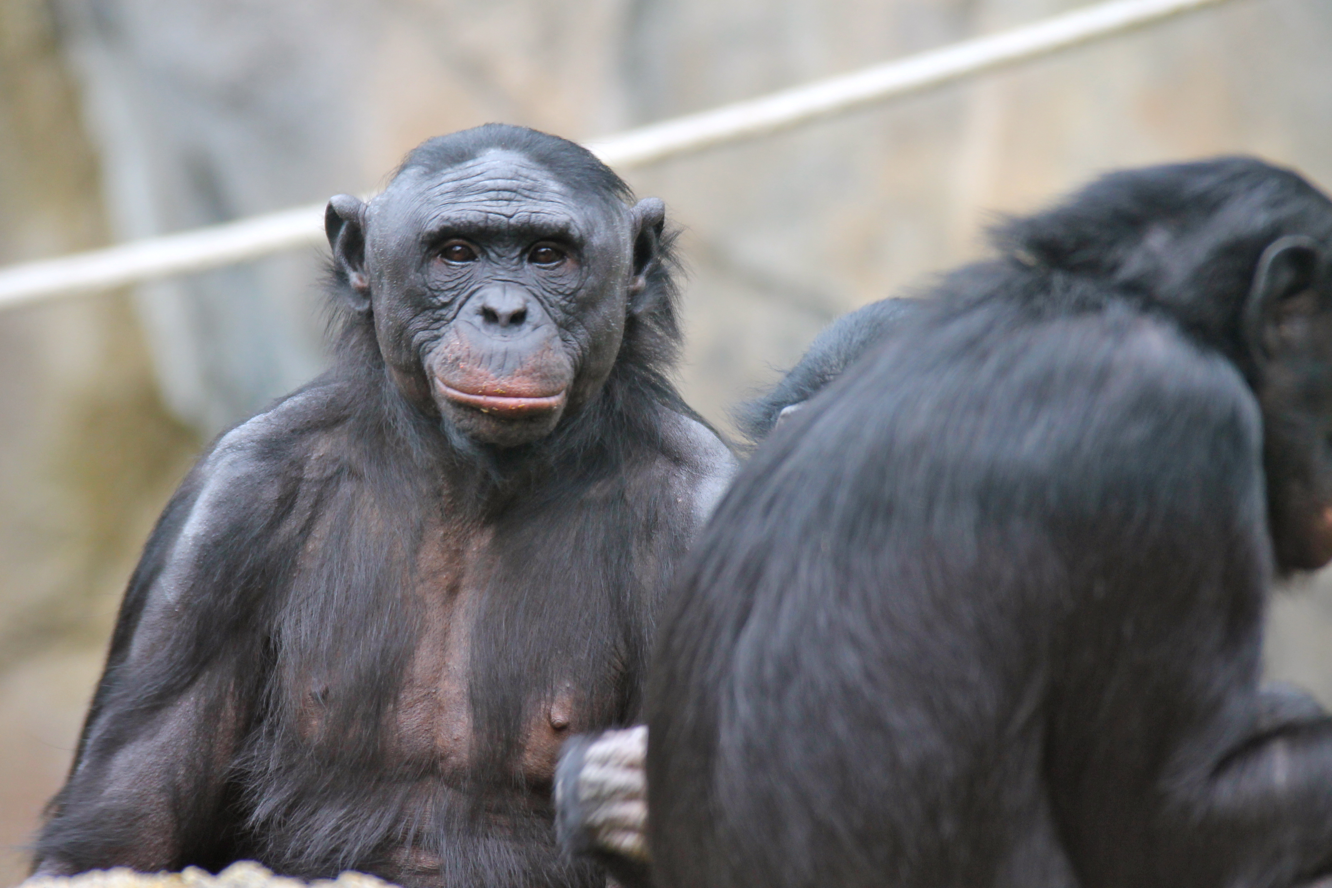 Bonobos, Nicest Apes on Earth, Make Humans Look Like Monsters | Inverse