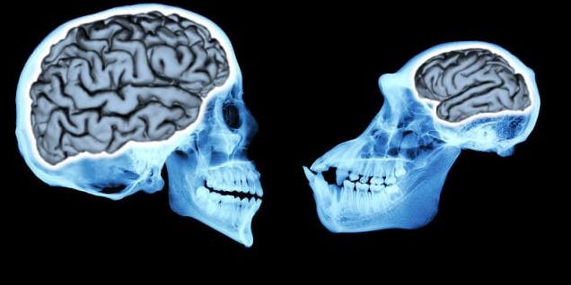 human-brain-size-grew-200-percent-in-3-million-years-inverse