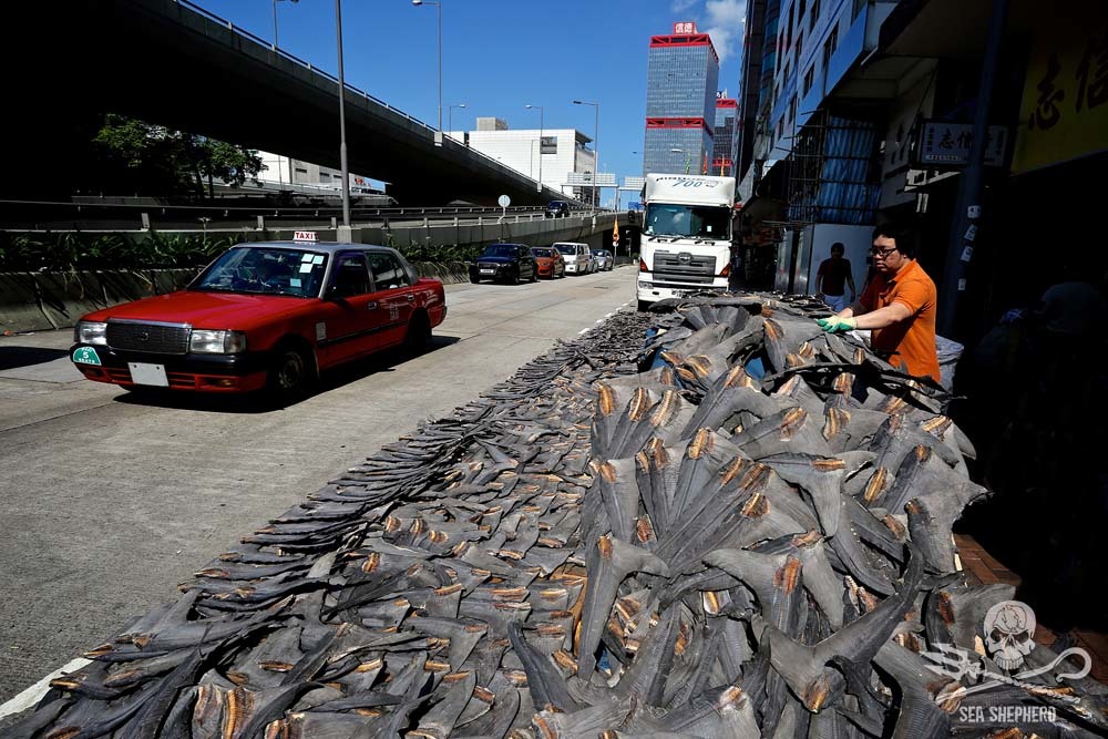Sea Shepherd Uncovers Huge Shark Fin Shipments in Hong Kong | Inverse