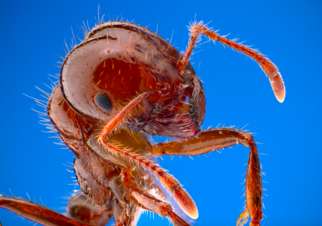 Scientists Reveal Fire Ant Venom Could Be Used as a Skin Treatment ...