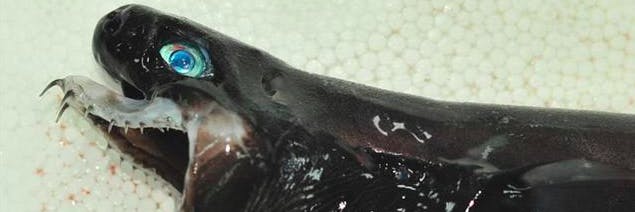 Rare Viper Dogfish Found in Waters Off Taiwan | Inverse