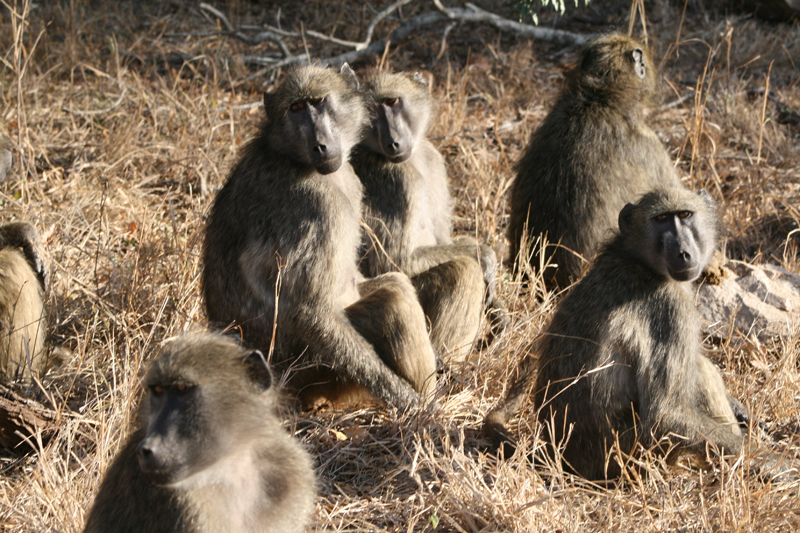 New Baboon Study Finds Same Things as Facebook Survey Everyone Is ...