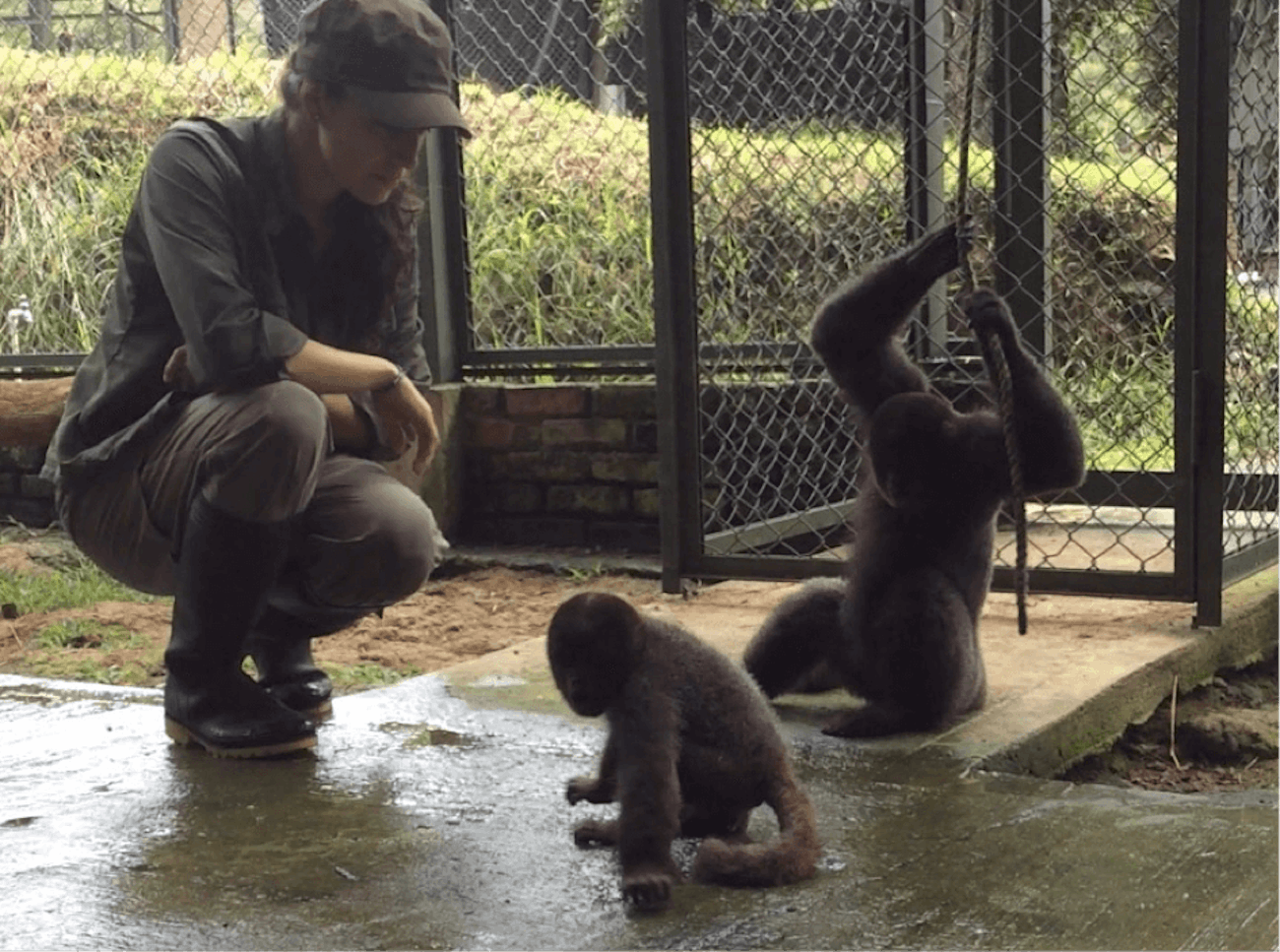 Woolly Monkeys Are at Risk of Extinction — How Scientists Plan to Save ...