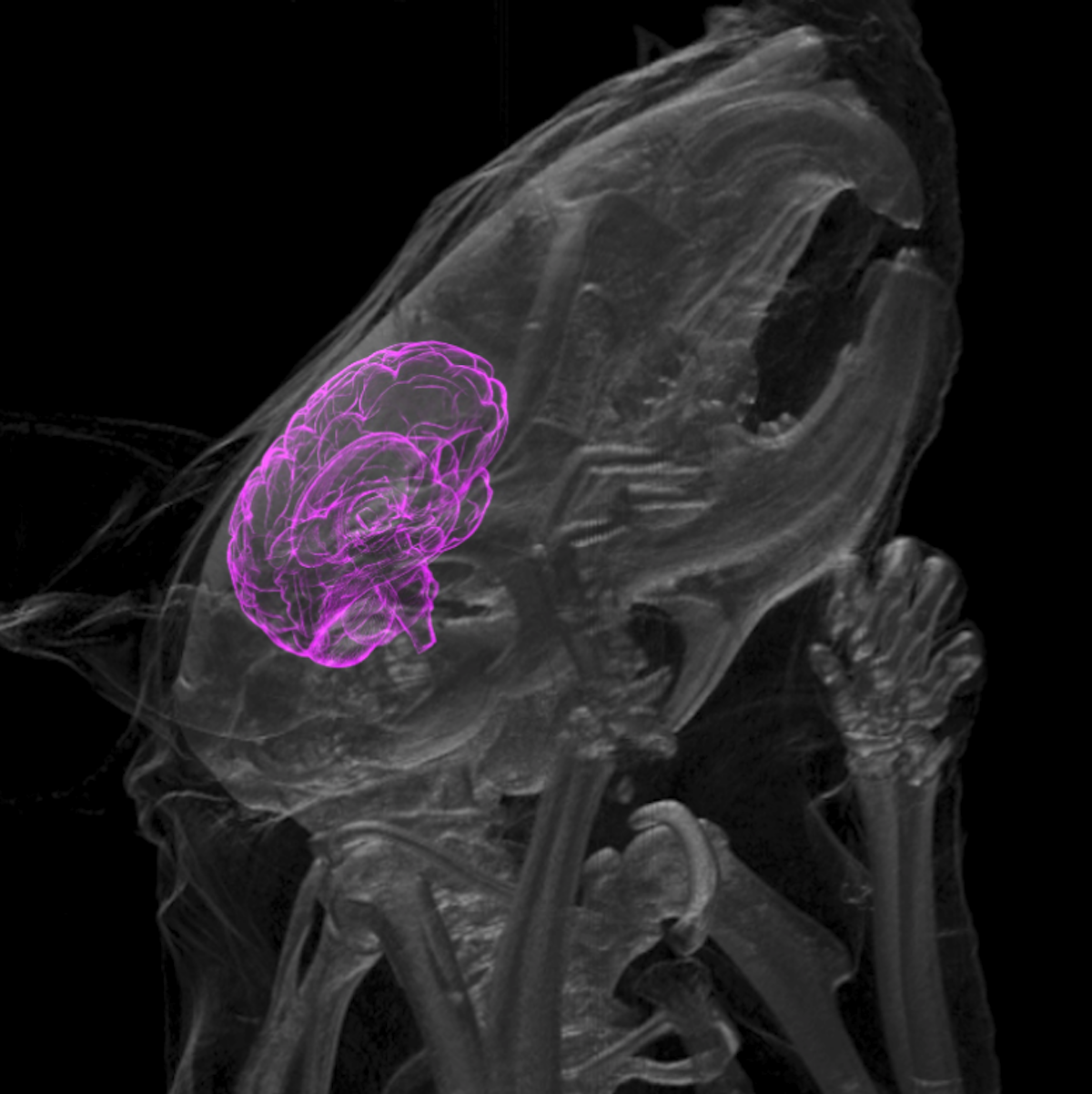 Human Mini-Brains Growing Inside Rat Bodies Are Integrating | Inverse