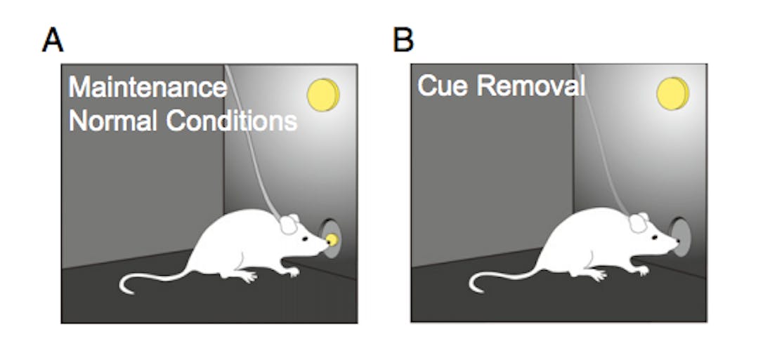Researchers Use Cocaine-Addicted Rats to Pinpoint Potential Addiction ...