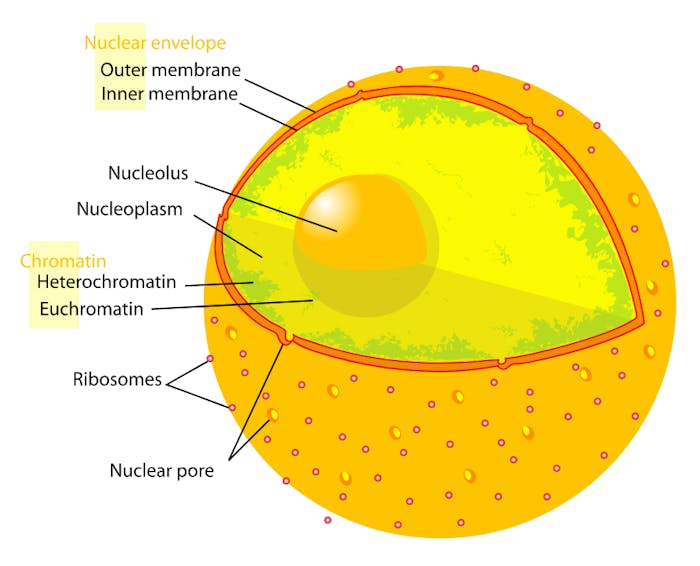 Scientists Think the Nucleolus Could Determine Your Lifespan | Inverse