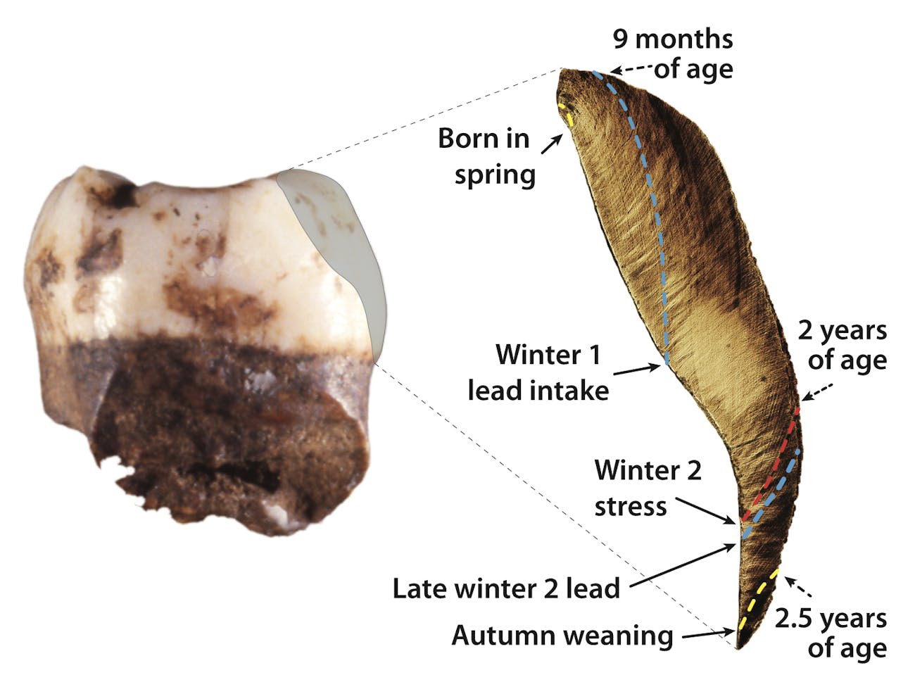 Neanderthals: "Tree Rings" in Juvenile Teeth Reveal Cold, Harsh ...