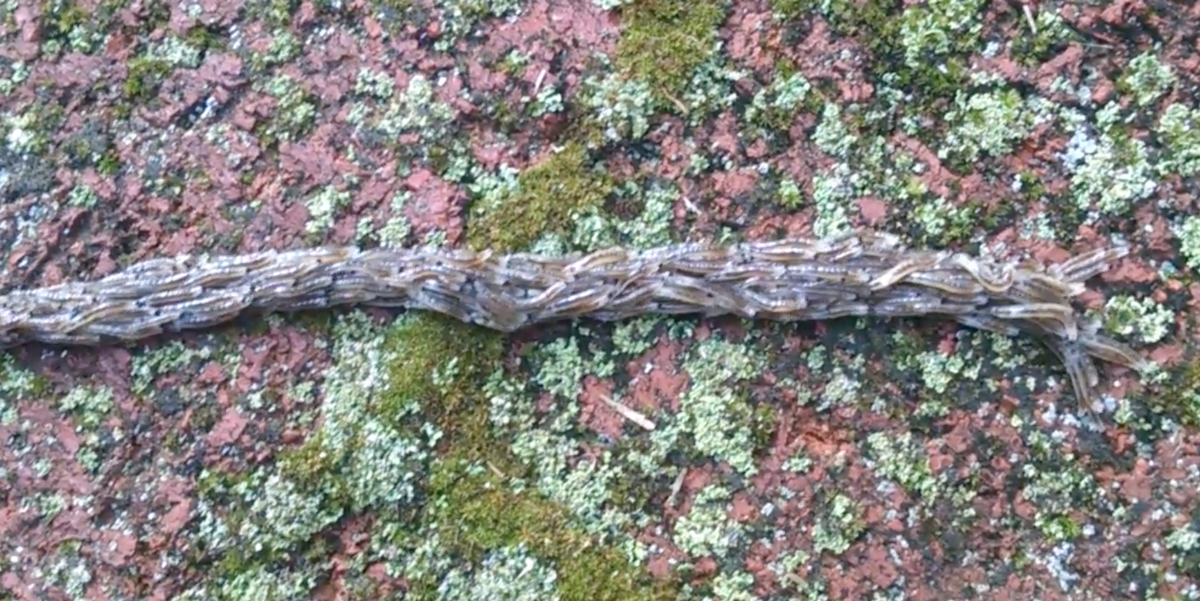 This Slithering Creature Is Actually Made of Hundreds of Larvae | Inverse