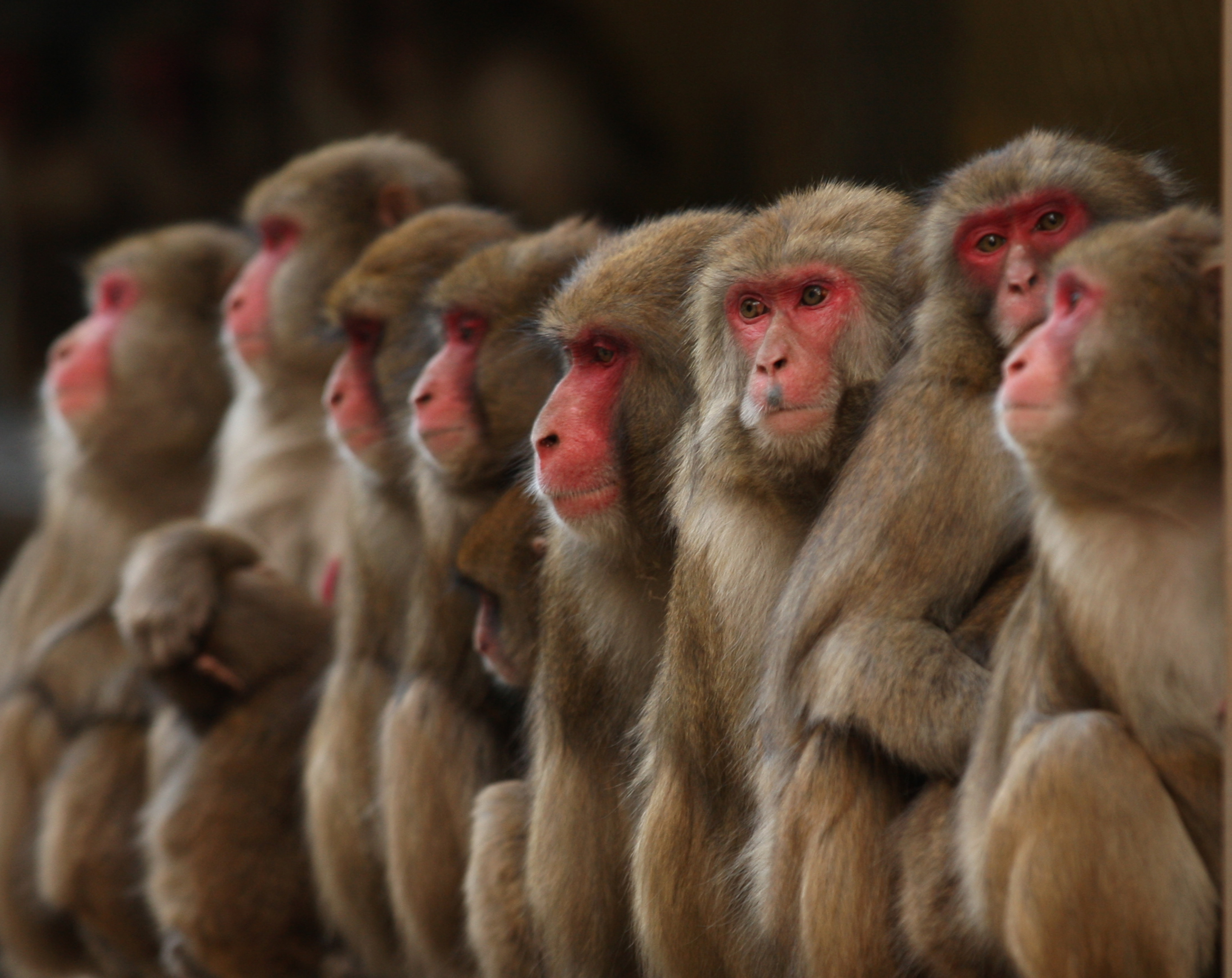 Transgenic Monkeys Show Signs of Autism | Inverse