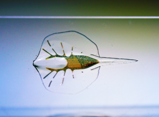This Tiny Robot Stingray is Powered by Rat Heart Cells | Inverse