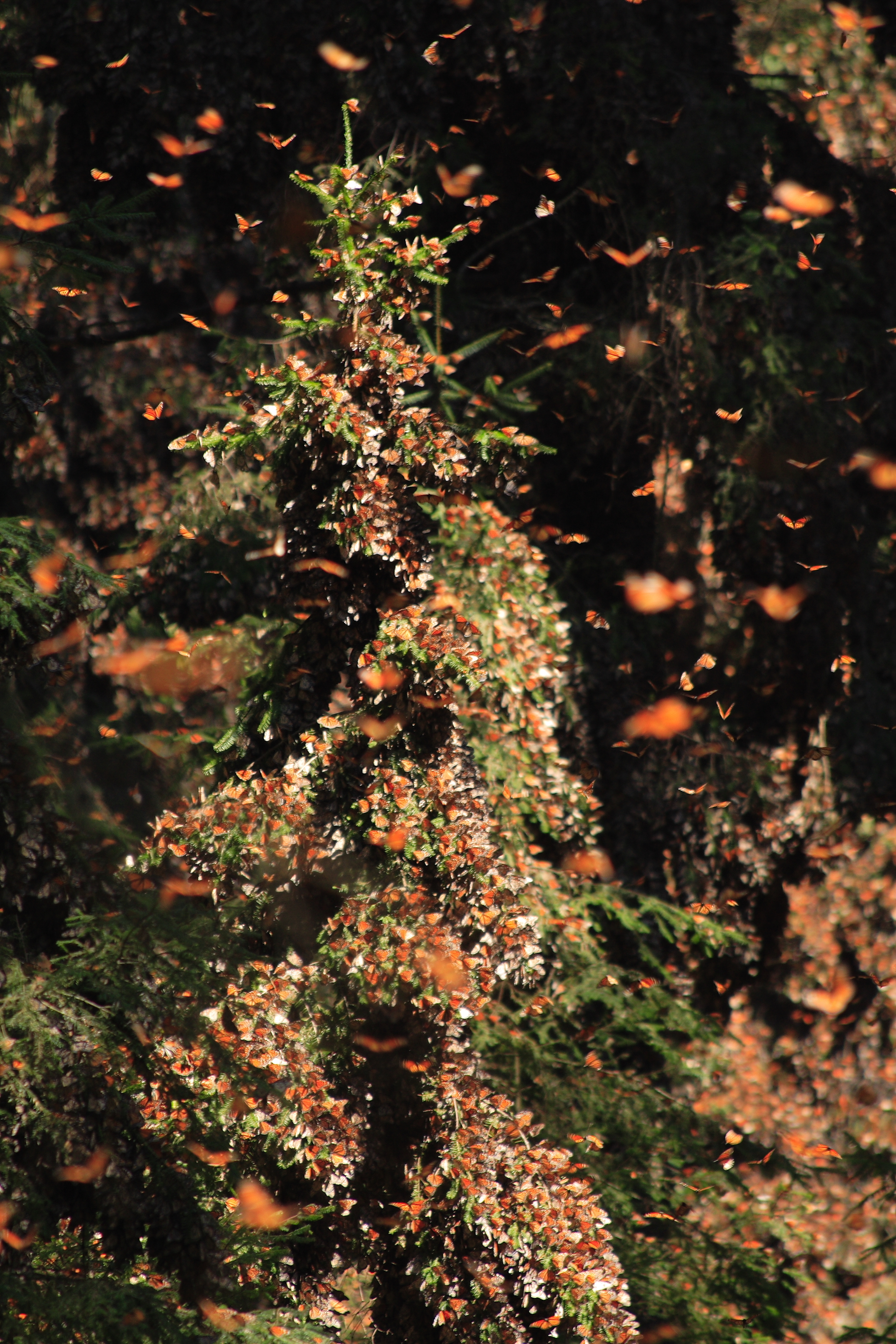The Number of Monarchs Migrating May Be Rebounding | Inverse