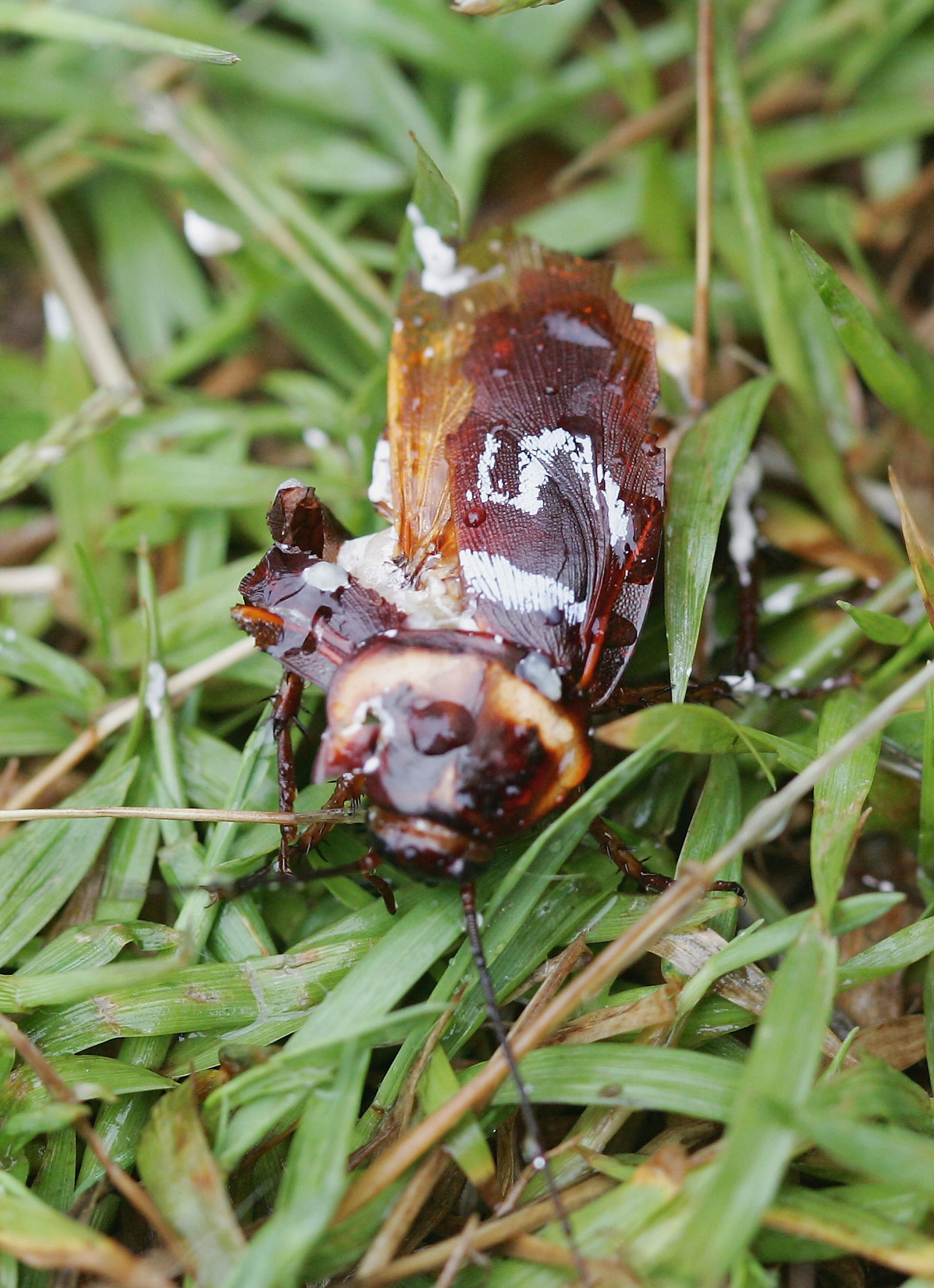 What the Hell Is Cockroach Milk Anyways? | Inverse