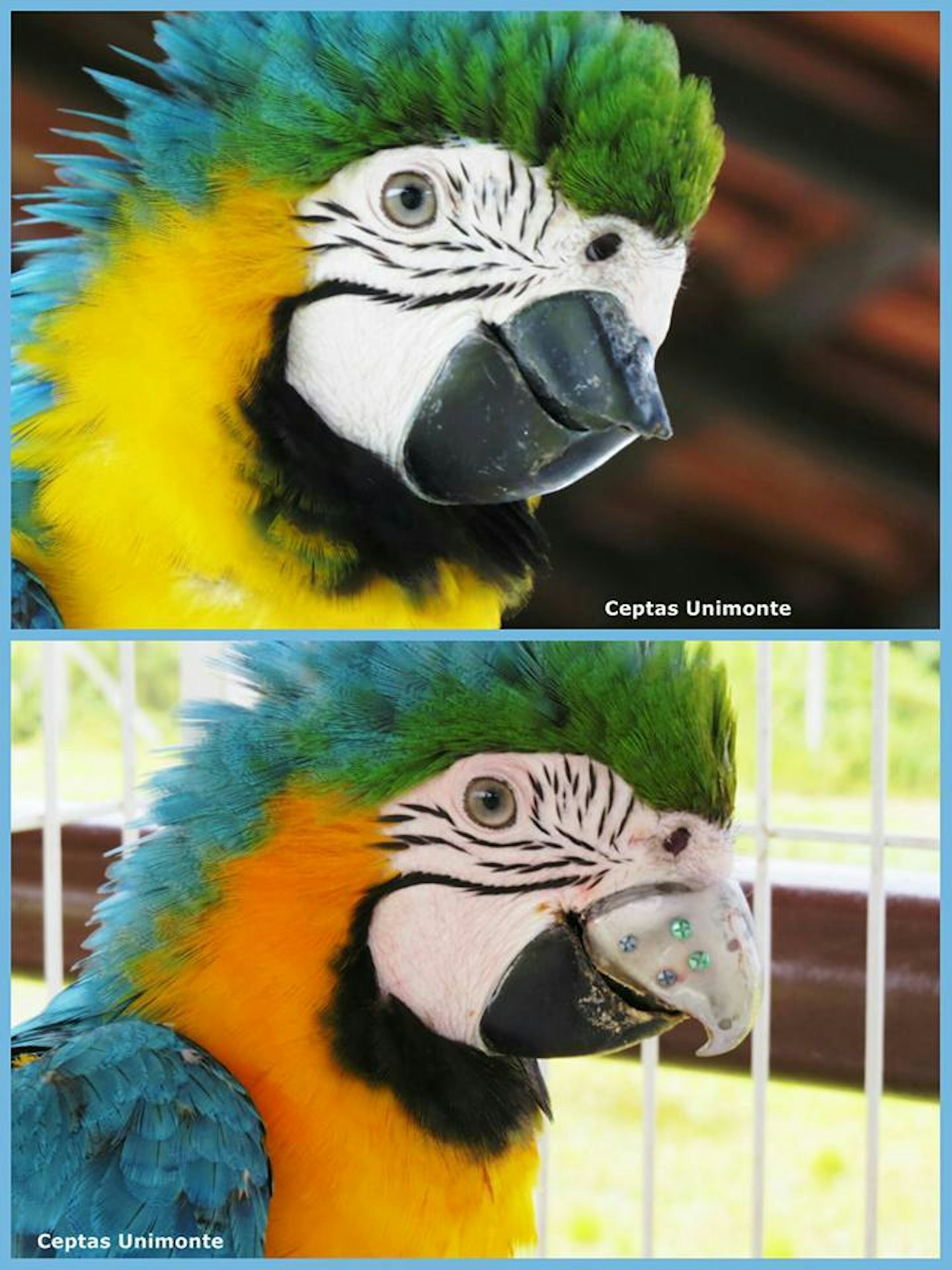3D Printing Turned This Captive Parrot Into a Titanium-Beaked Cyborg ...