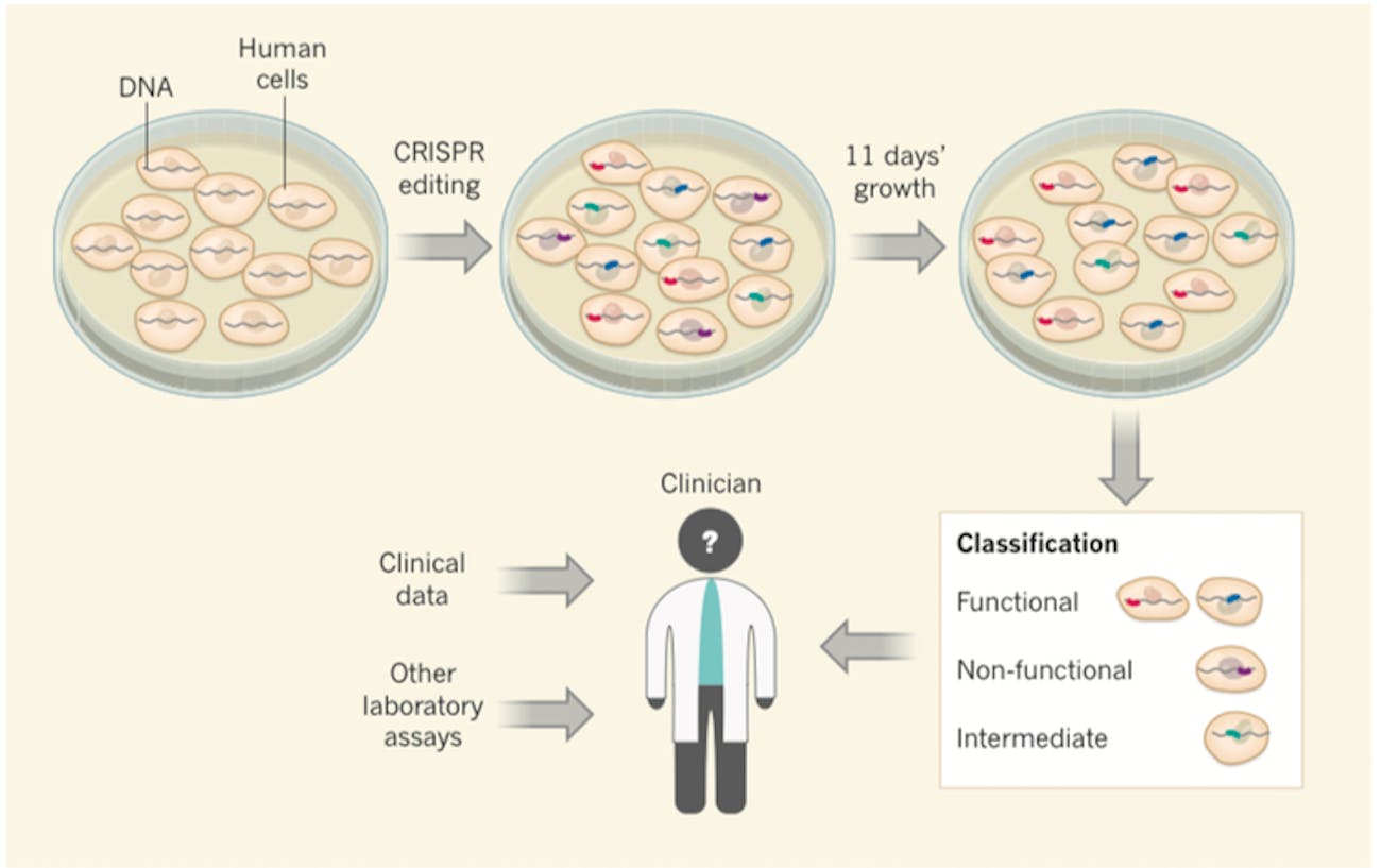What CRISPR Genome Editing Means for BRCA Breast Cancer Testing | Inverse