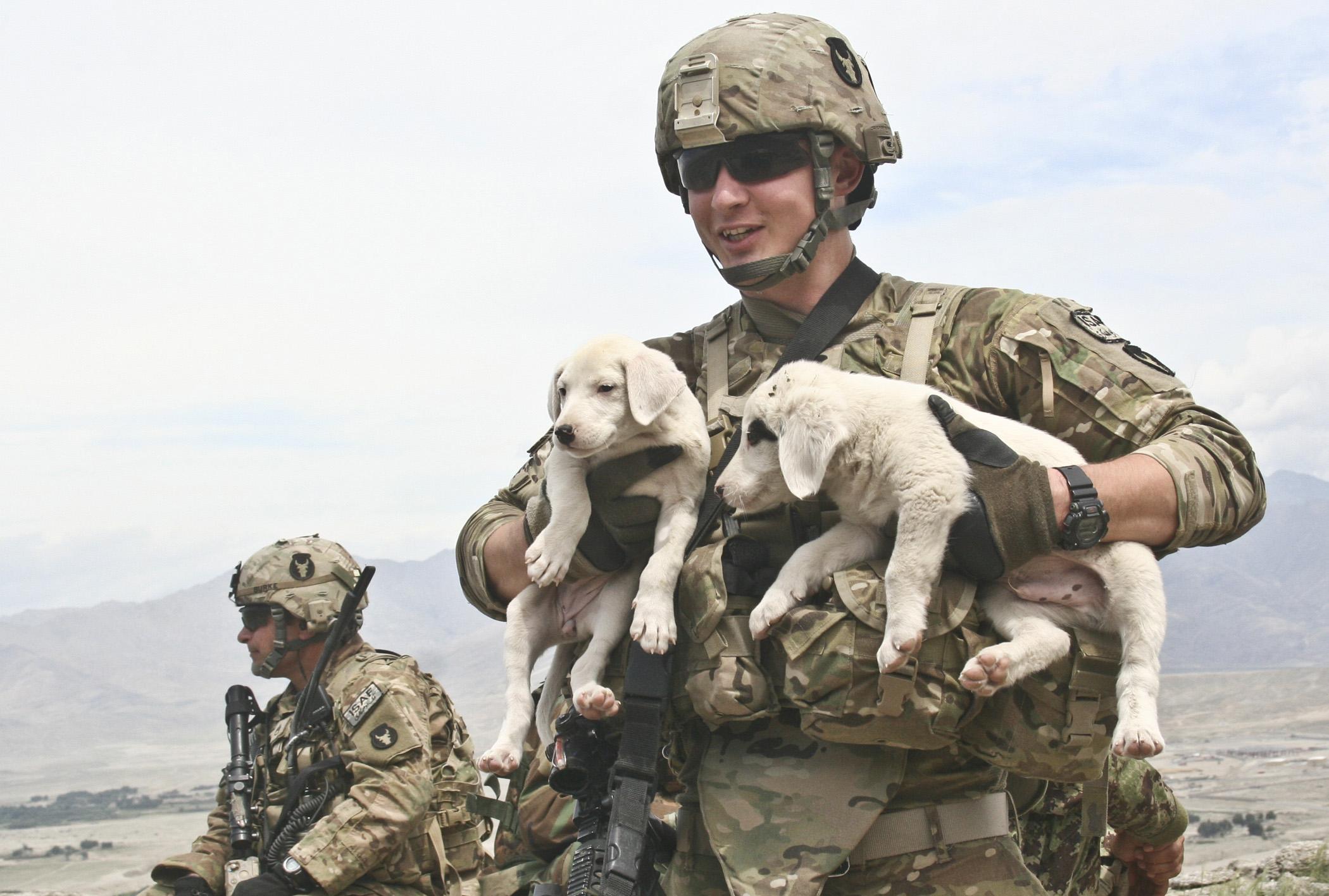 A Brief History of Dogs at War | Inverse