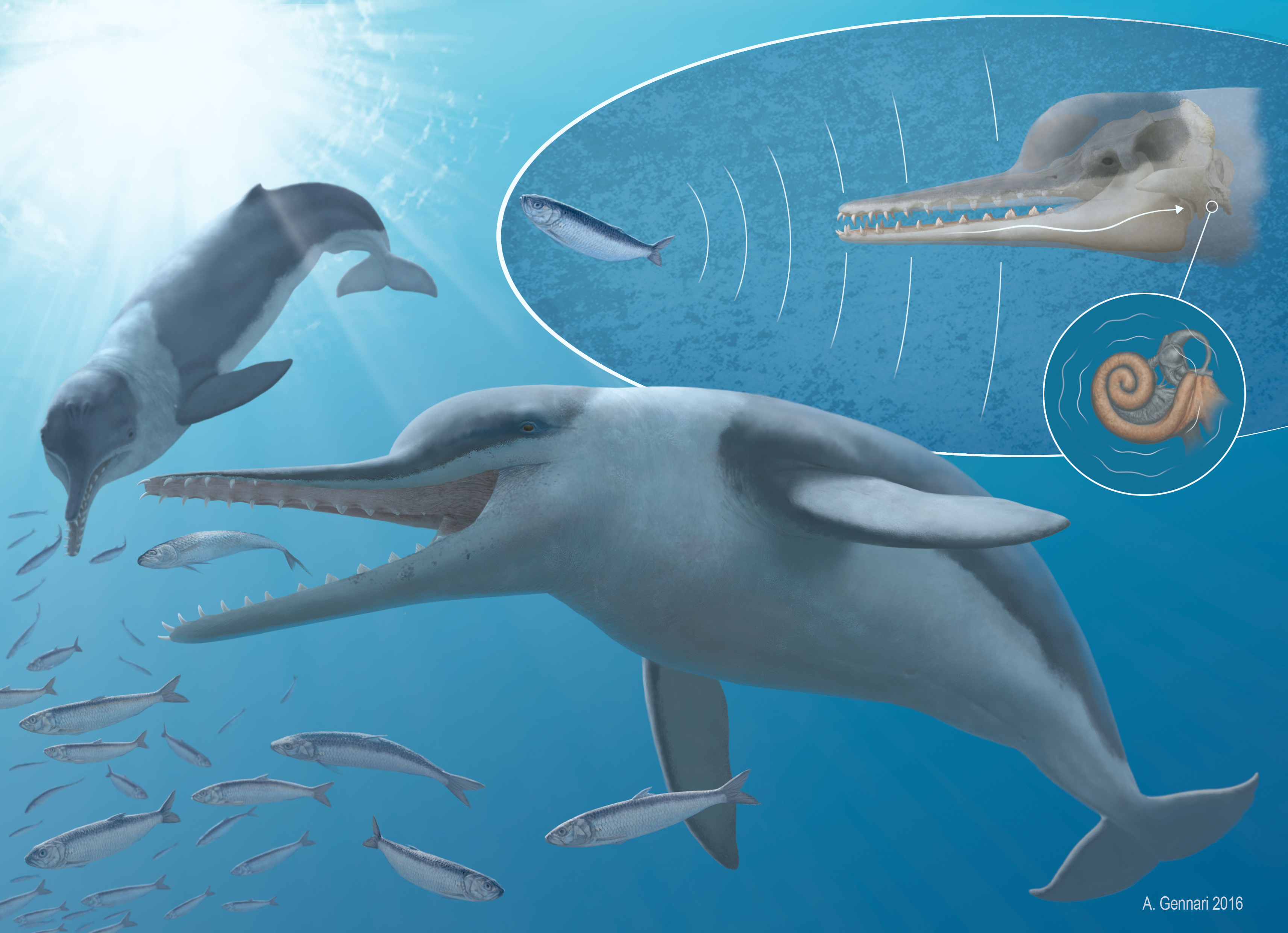 Ancient Whale Species 'Echovenator' Had Ultrasonic Hearing and Used ...